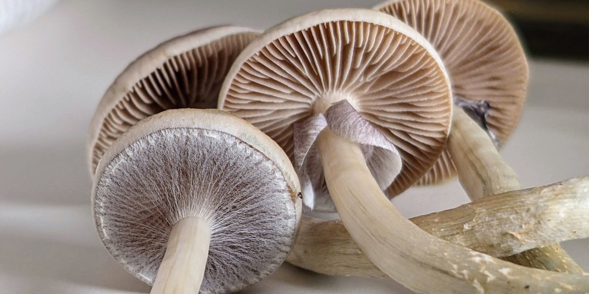 Setas terapéuticas para mejorar tu salud | Parkinson y salud