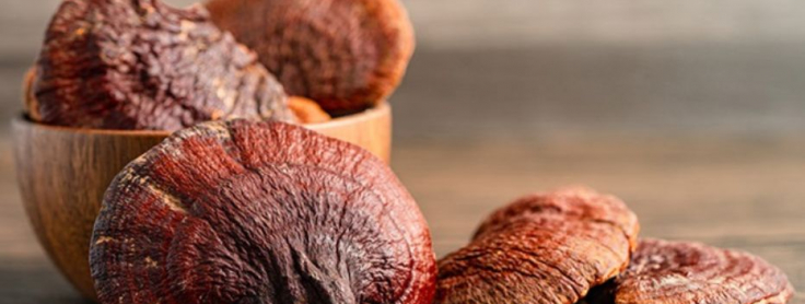 ¿Cómo se debe tomar el reishi? | Parkinson y salud